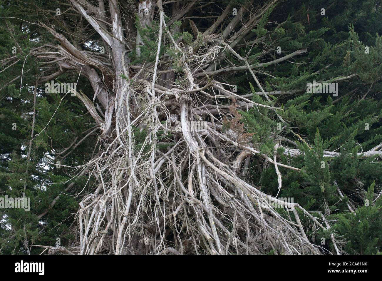 New Zealand Countryside: Macrocarpa tree (Cupressus macrocarpa Stock ...