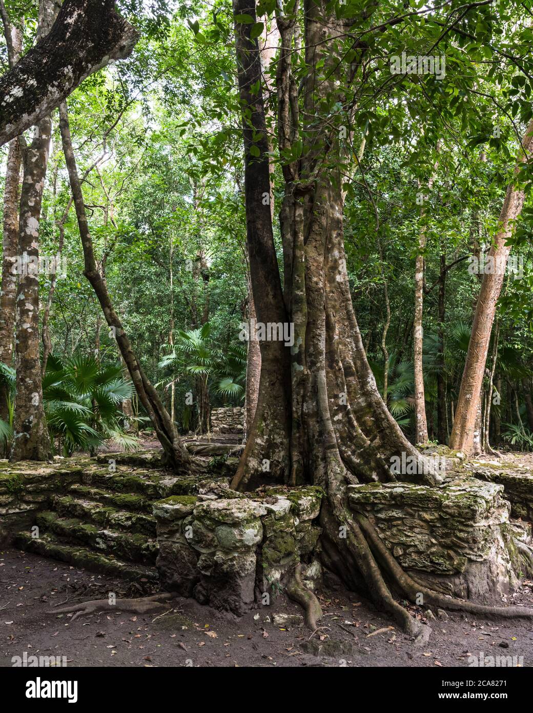Buttress roots maya hi-res stock photography and images - Alamy
