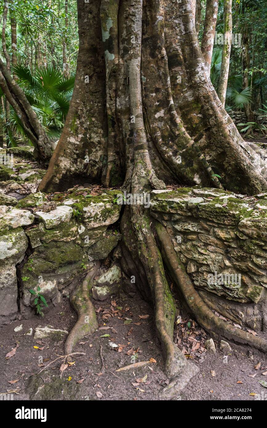 Jungle trees reclaiming the ruins of the Mayan city of Muyil or ...
