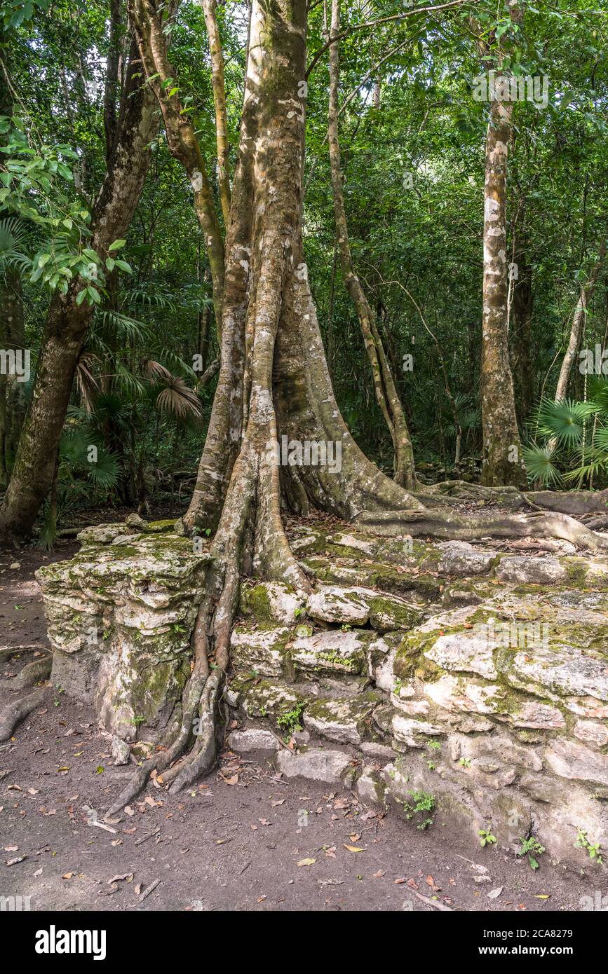 Jungle trees reclaiming the ruins of the Mayan city of Muyil or ...
