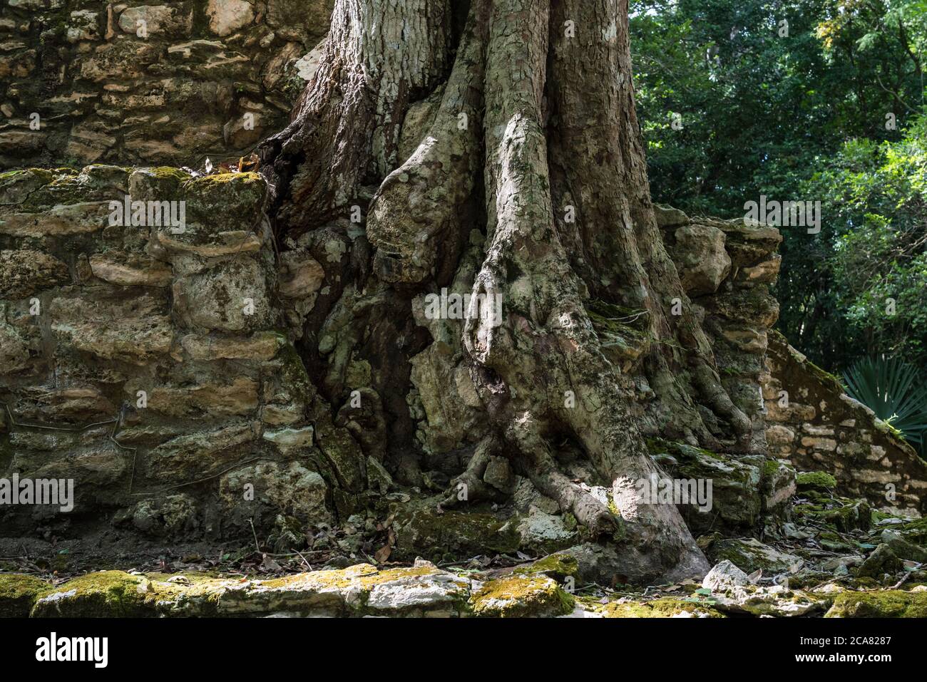 Jungle trees reclaiming the ruins of the Mayan city of Muyil or ...