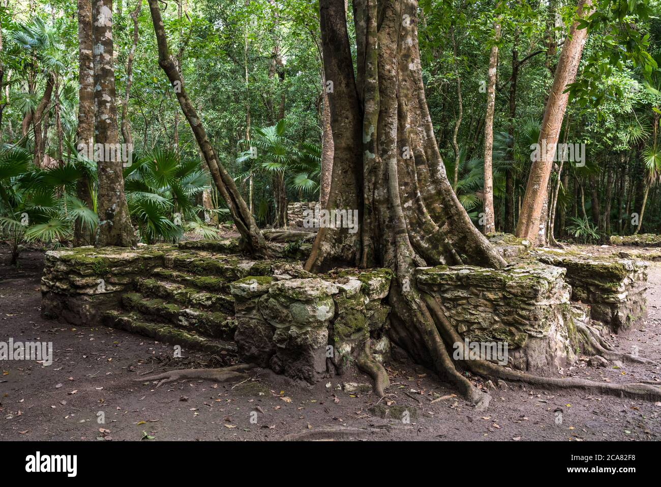 Jungle trees reclaiming the ruins of the Mayan city of Muyil or ...