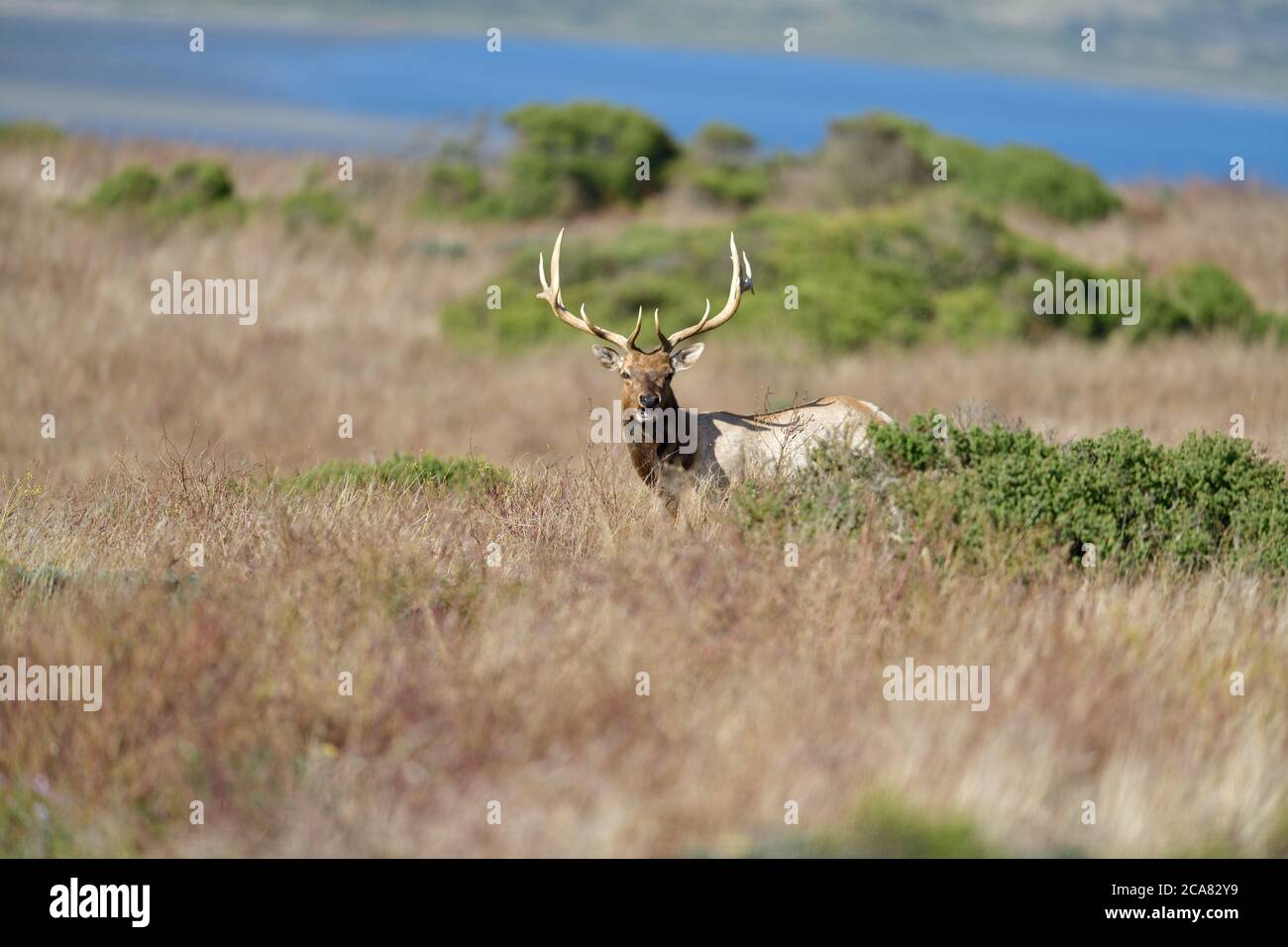 Tule Elk at Tomale Point Elk Reserve, California Stock Photo - Alamy