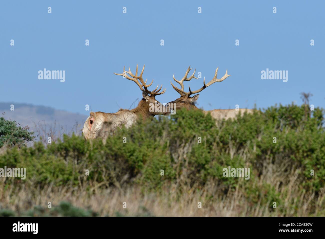 Tule Elk at Tomale Point Elk Reserve, California Stock Photo - Alamy