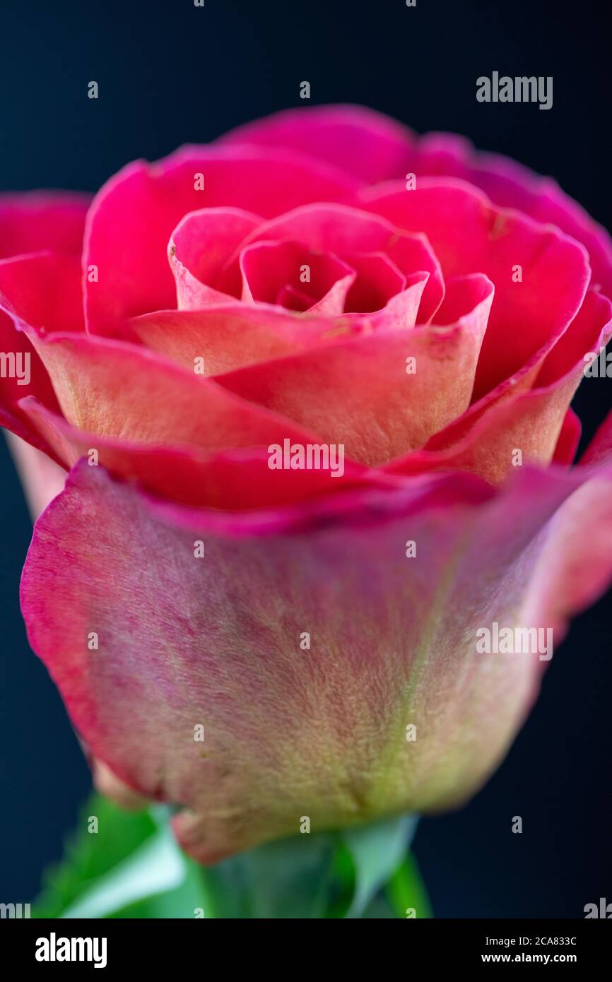 Wacky texture hi-res stock photography and images - Alamy