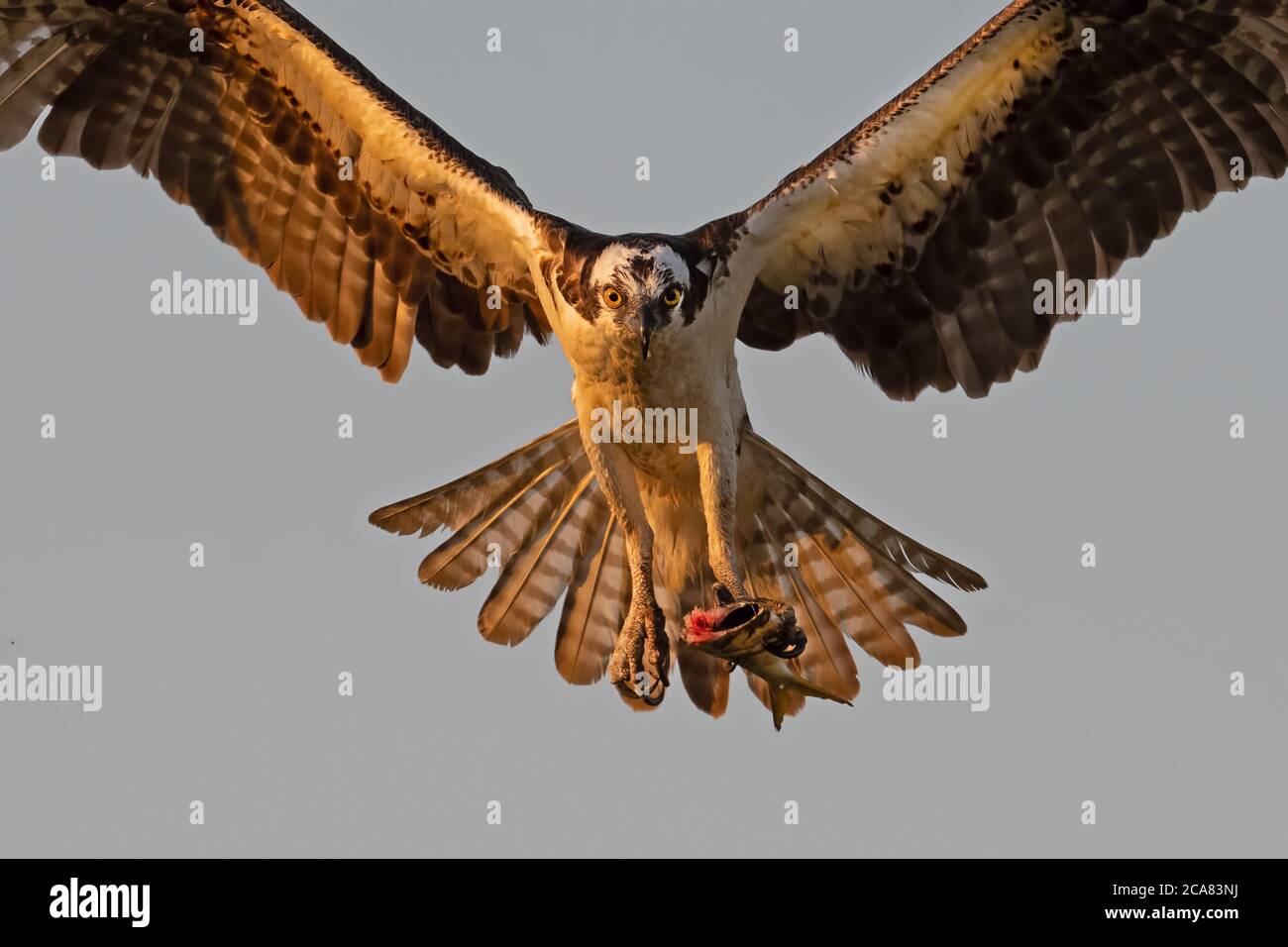 Osprey in Flight with Fish Stock Photo - Alamy