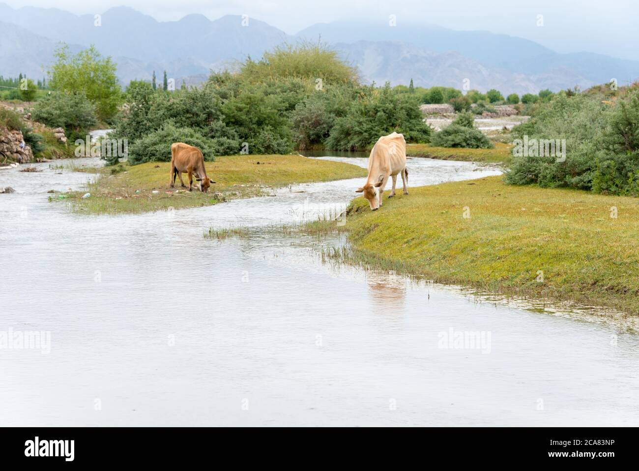 Ladakh, India - Indus River in Choglamsar, Ladakh, Jammu and Kashmir ...