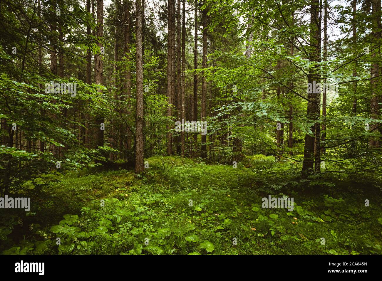 Inside dark forest hi-res stock photography and images - Alamy