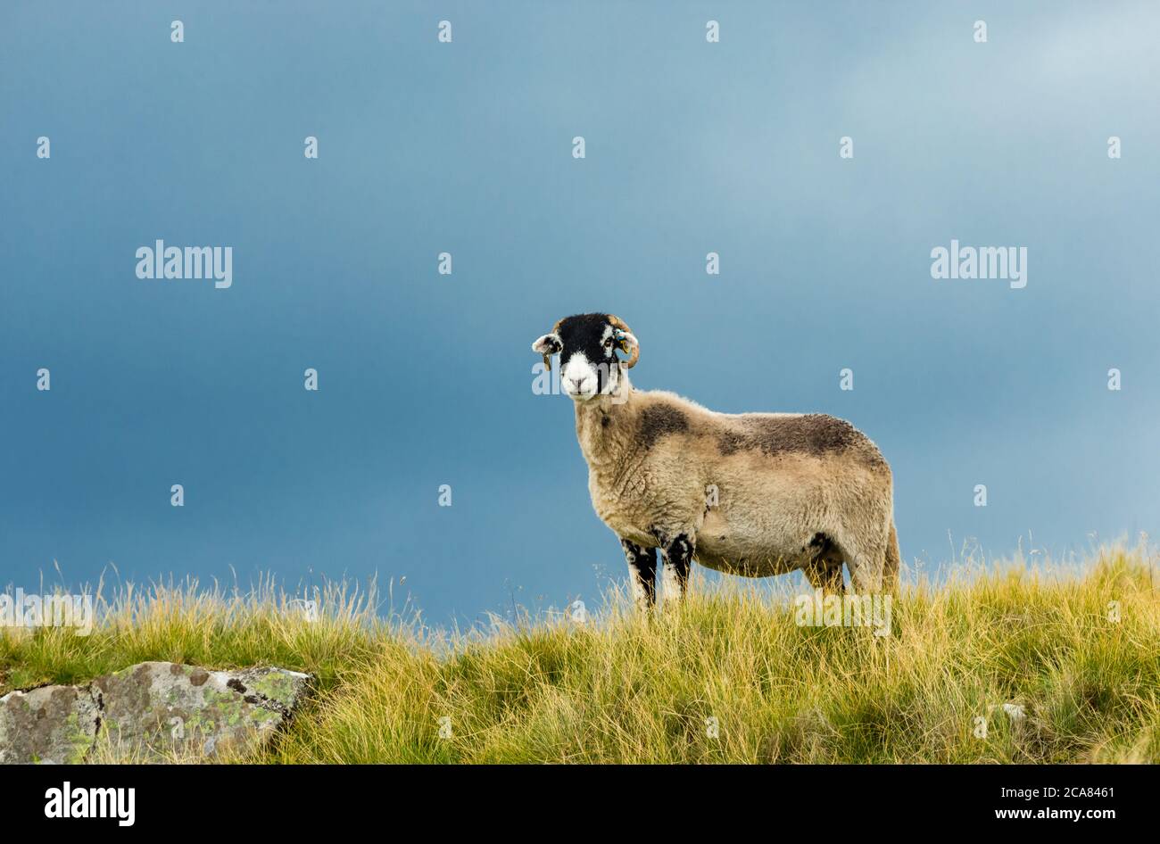 Rough fell sheep hi-res stock photography and images - Alamy