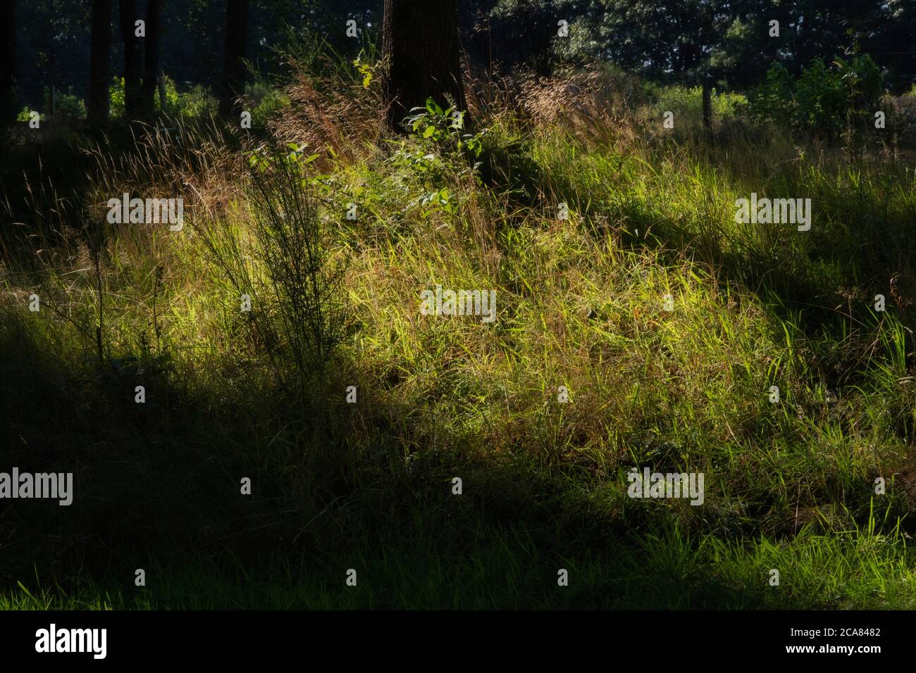 Soft garden light hi-res stock photography and images - Alamy