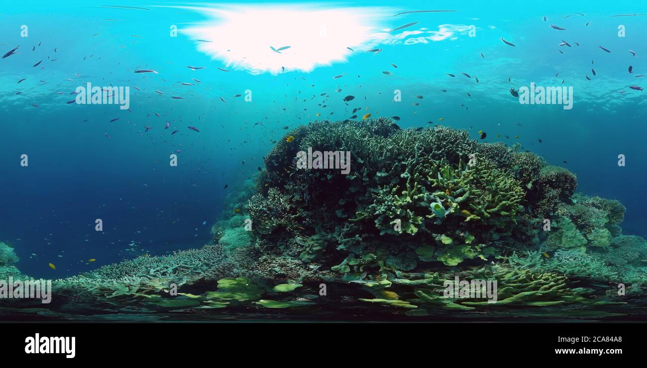 Tropical fishes and coral reef at diving. Beautiful underwater world ...