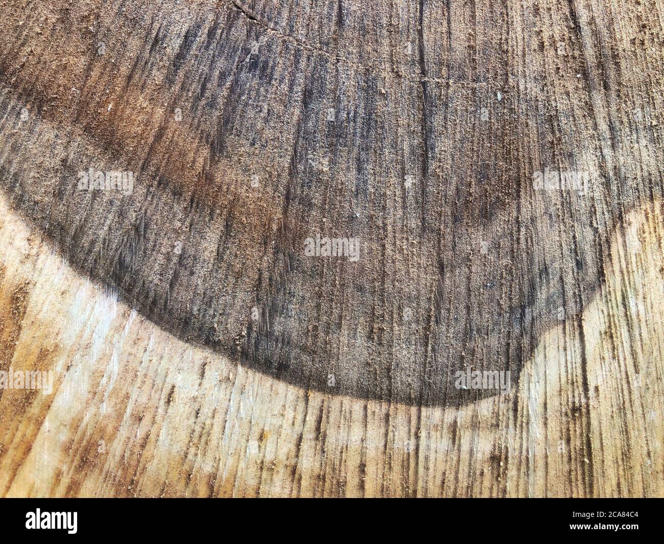Cut of old trunk is photographed closely. core wood texture Stock Photo ...