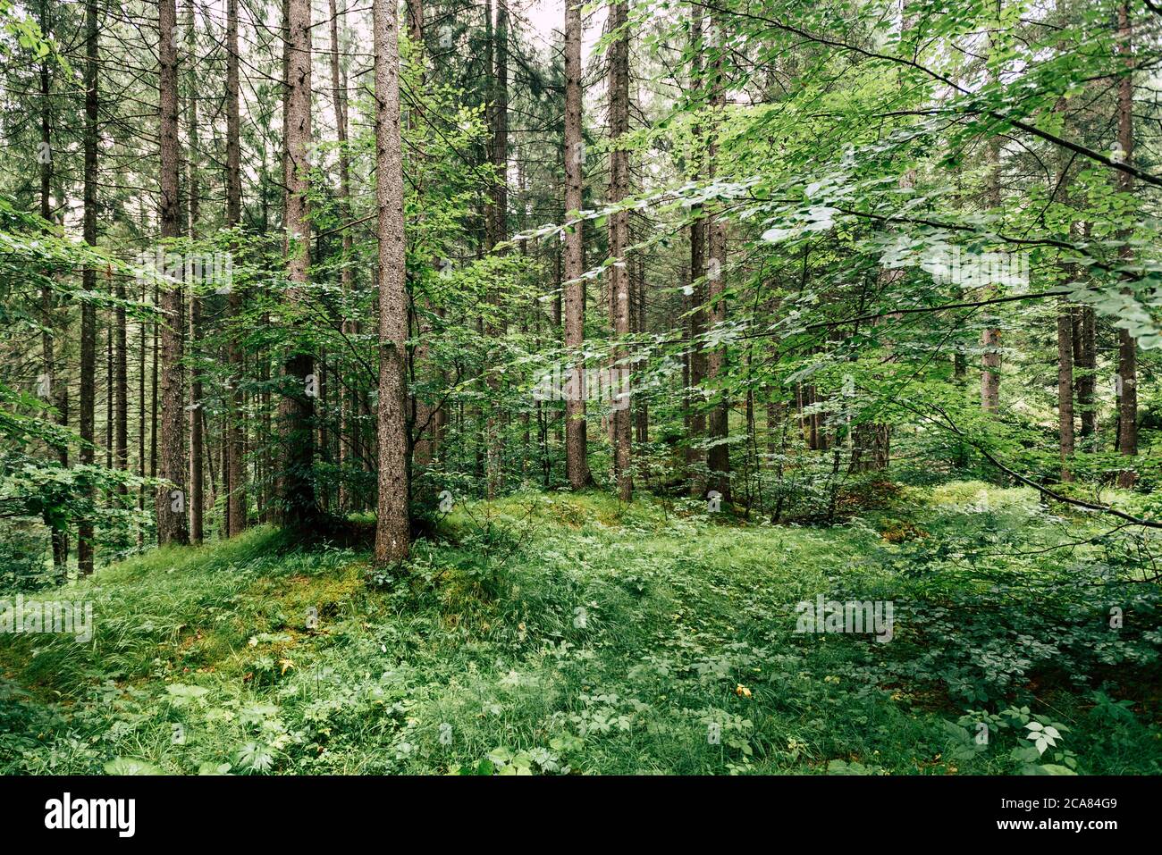 Inside a magic alpine forest in Italy Stock Photo - Alamy