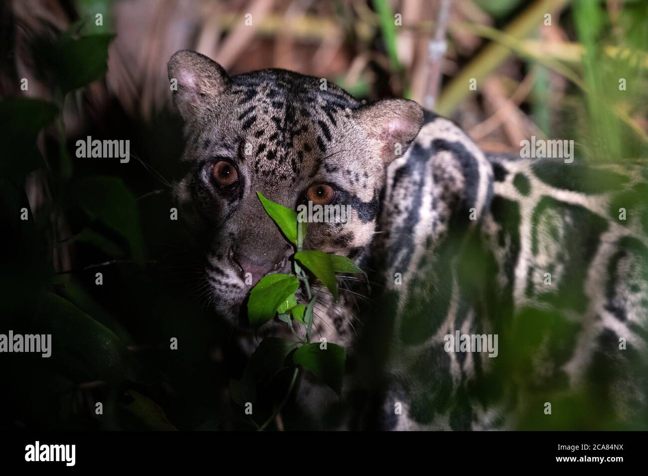 Bornean Clouded Leopard Wallpaper