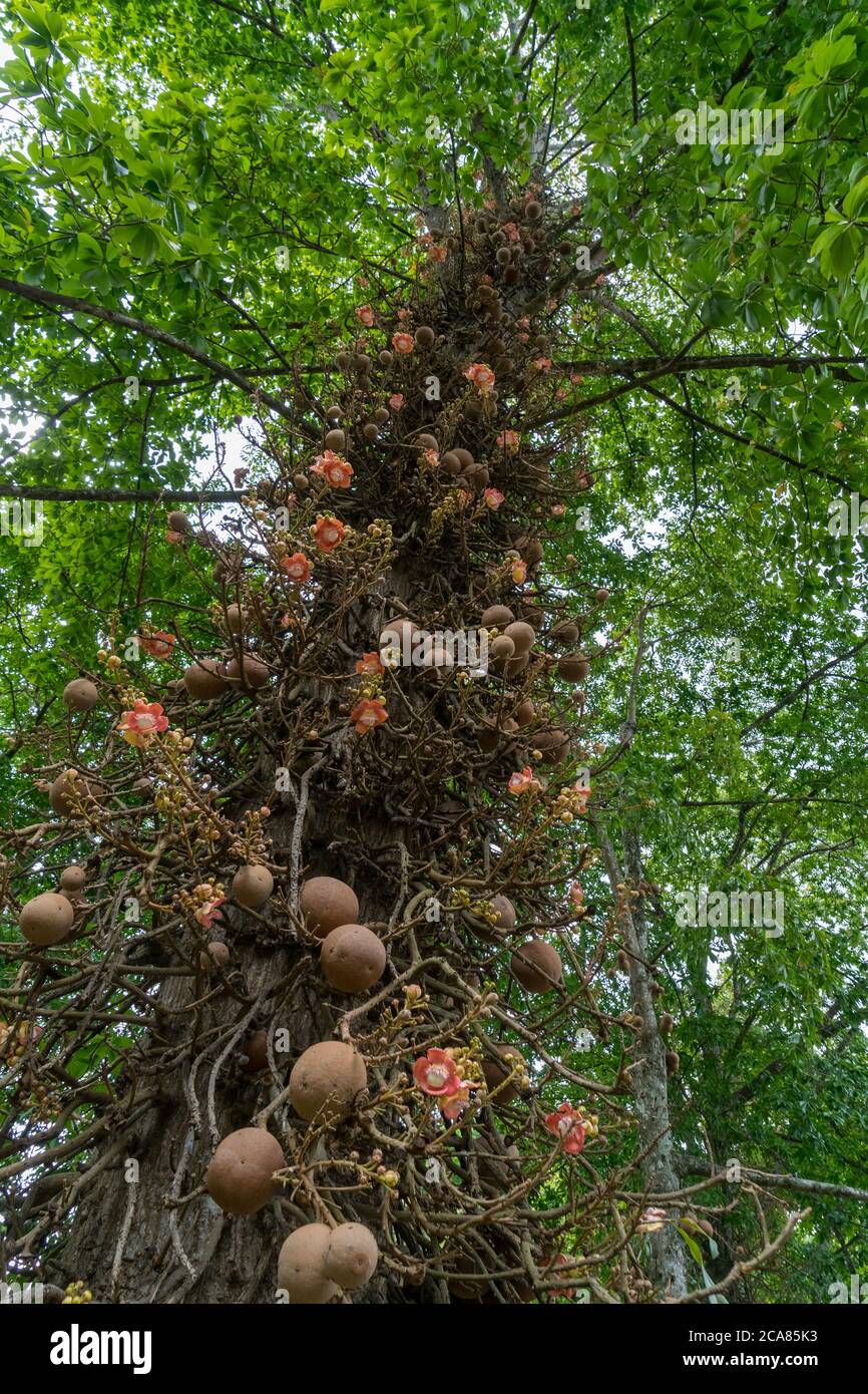 Cannonball trees couroupita guianensis hi-res stock photography and ...