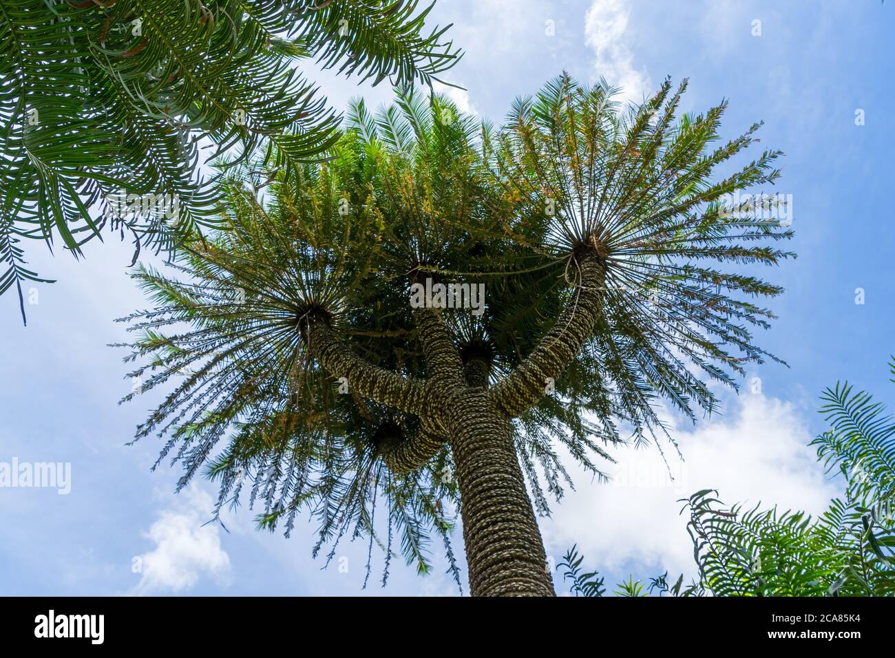 Looking up at tropical trees against blue sky, view from below ...