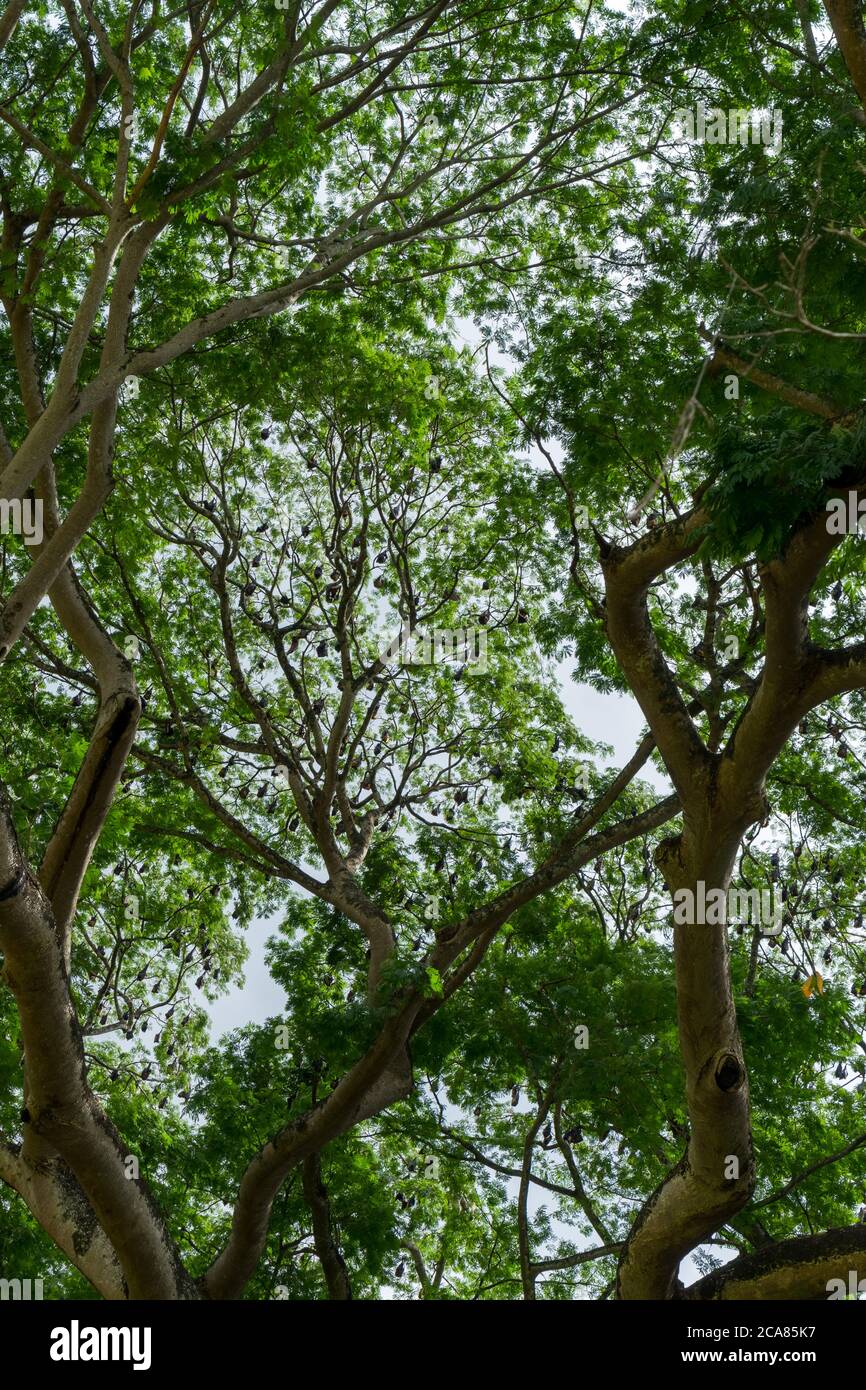 flying foxes and bats hanging from trees - batman . Botanical garden ...