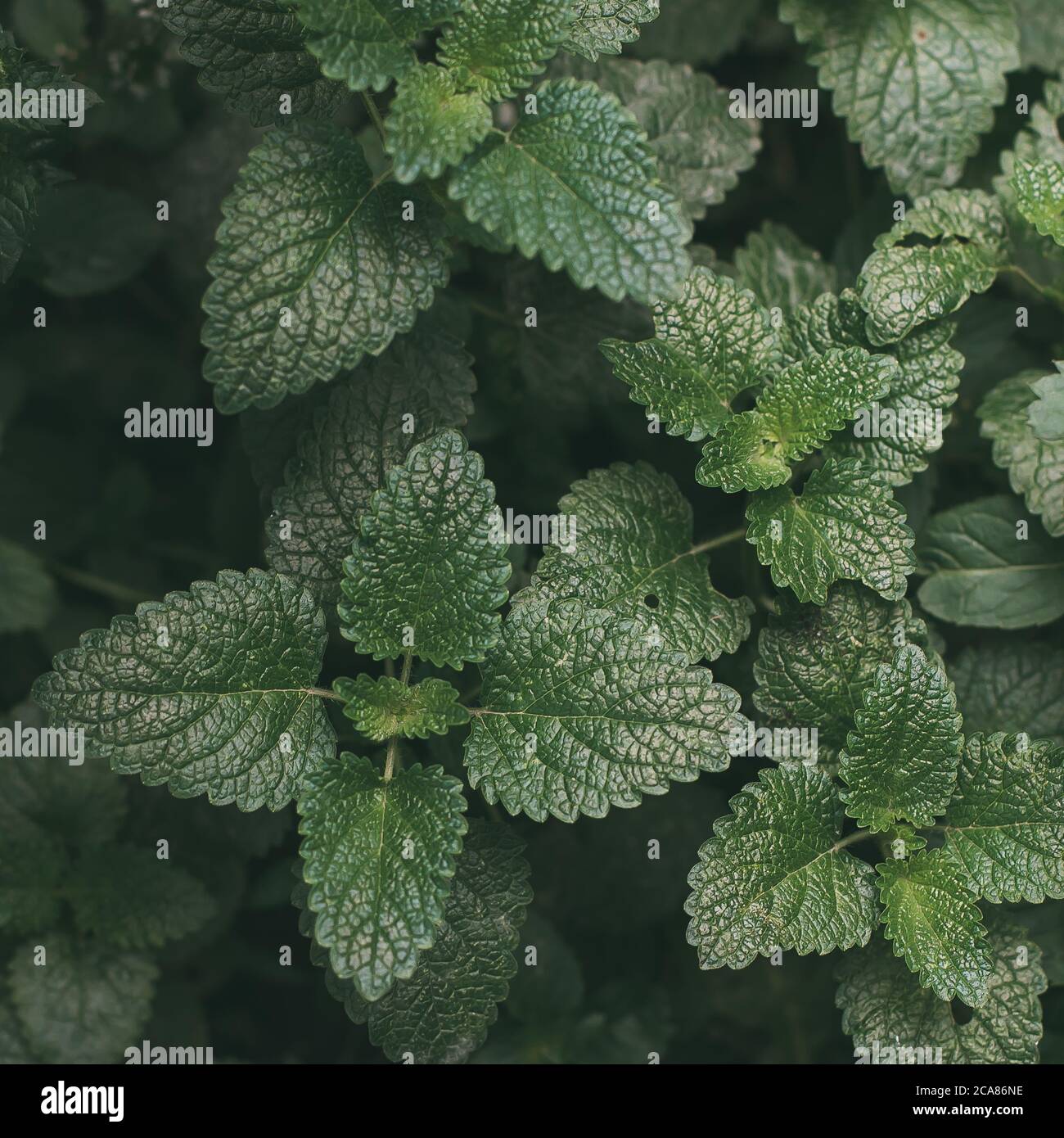 Green foliage, nature background. Mint Plant Grow Background Stock ...