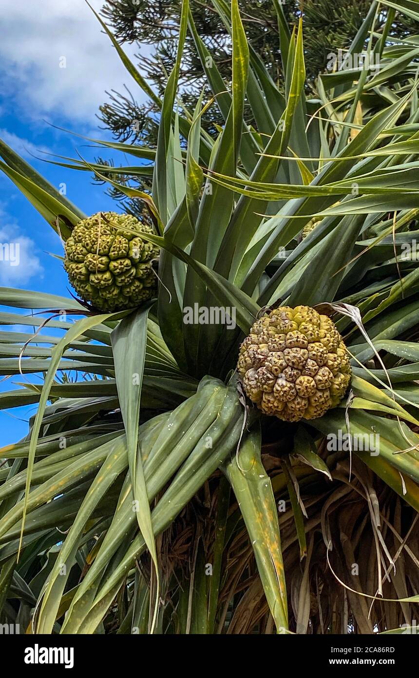 Pandanus tectorius hi-res stock photography and images - Alamy