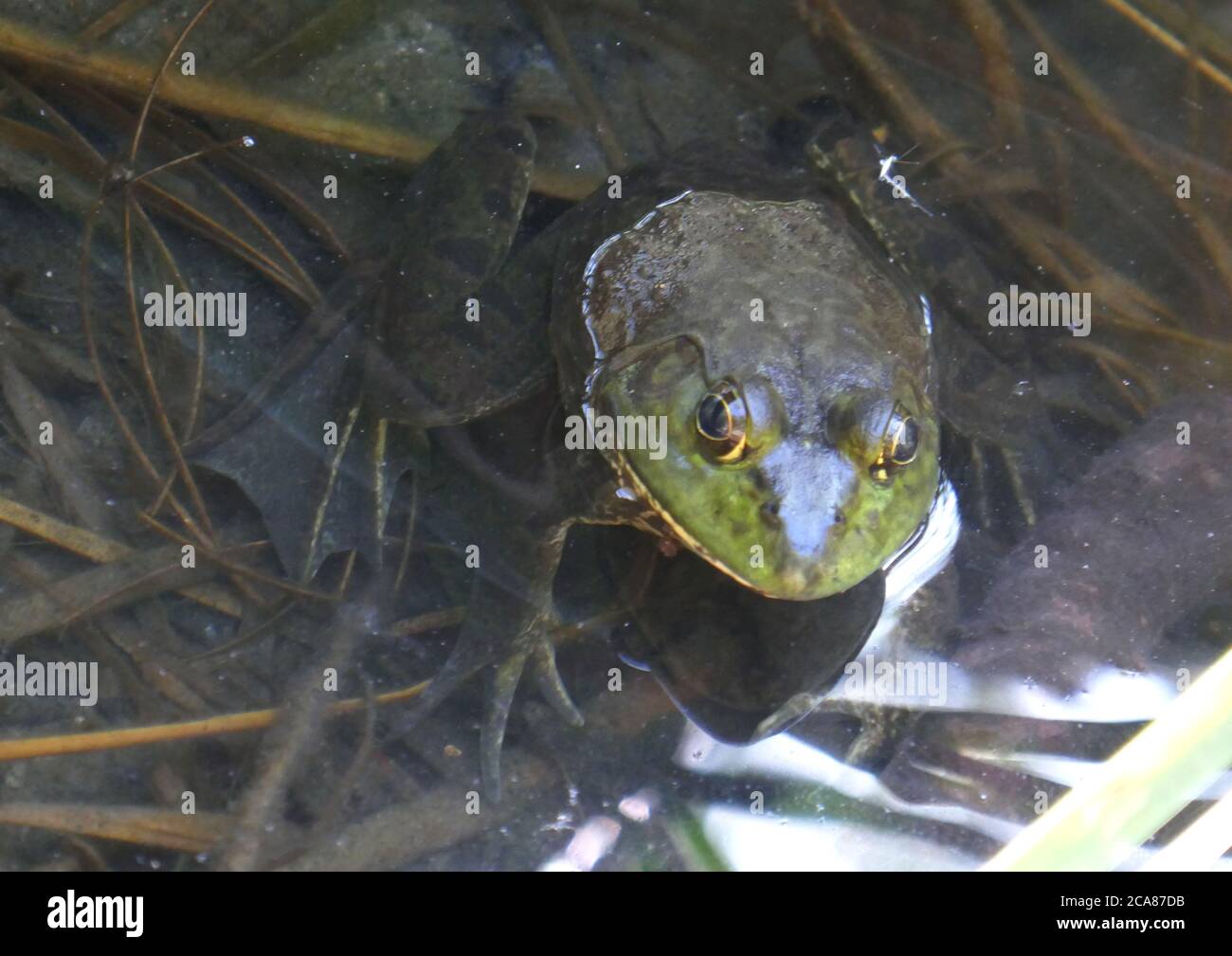 Beverly Hills, California, USA 4th August 2020 A general view of ...