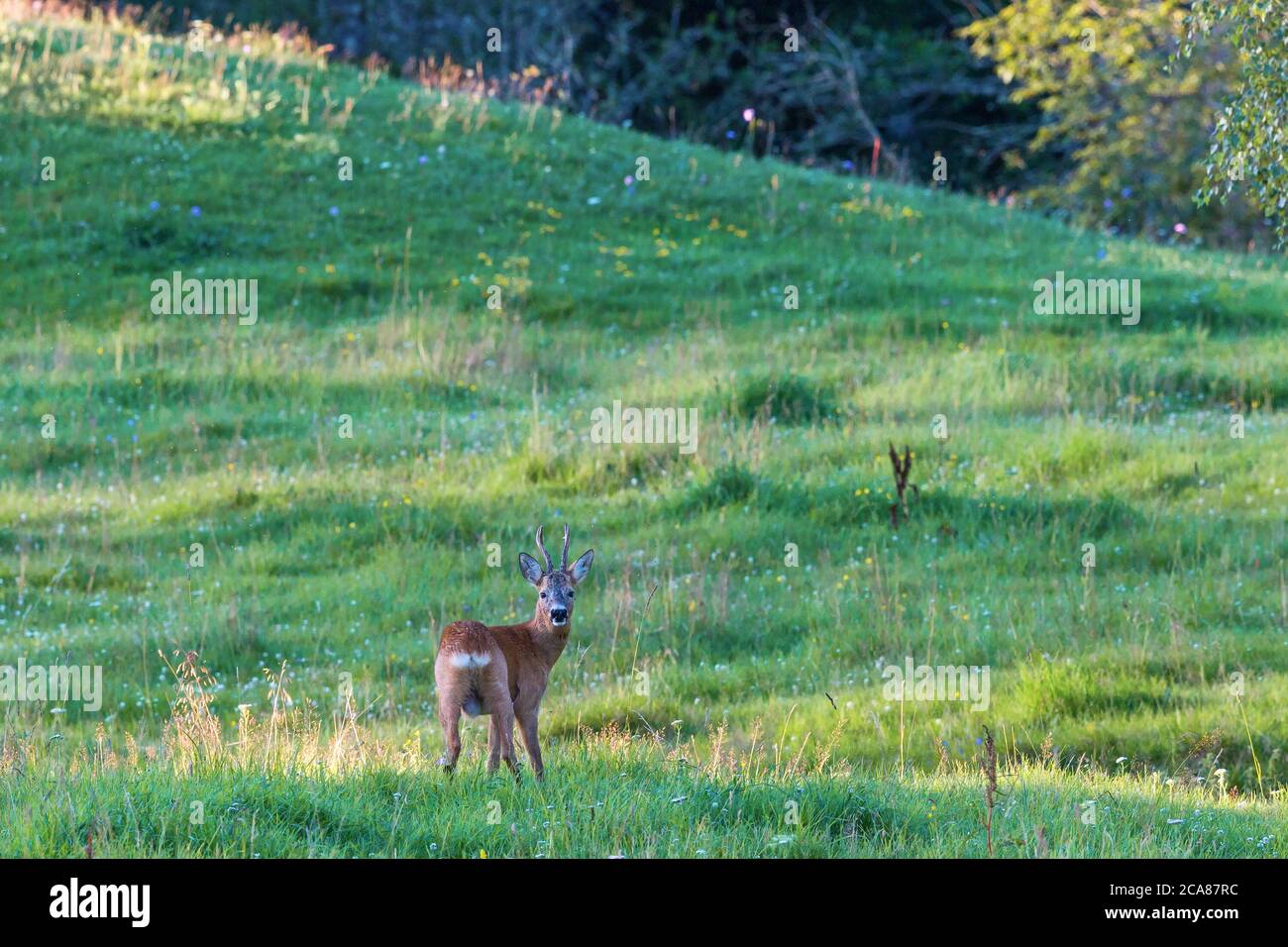 Roebuck antler hi-res stock photography and images - Alamy