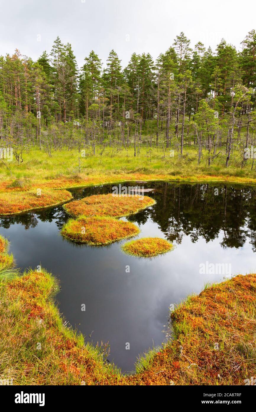 Boreal forest lake hi-res stock photography and images - Alamy