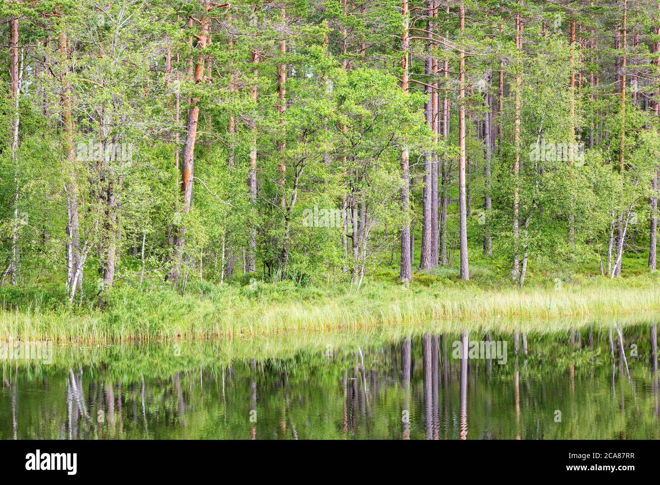 Lake with pine trees reflecting in the water Stock Photo - Alamy