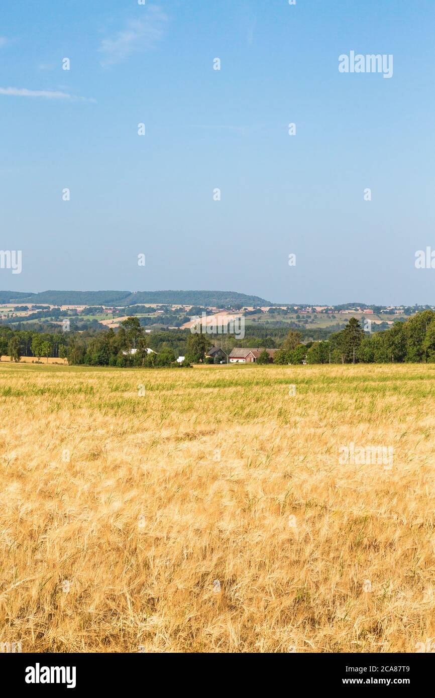 Ripe cornfields hi-res stock photography and images - Alamy