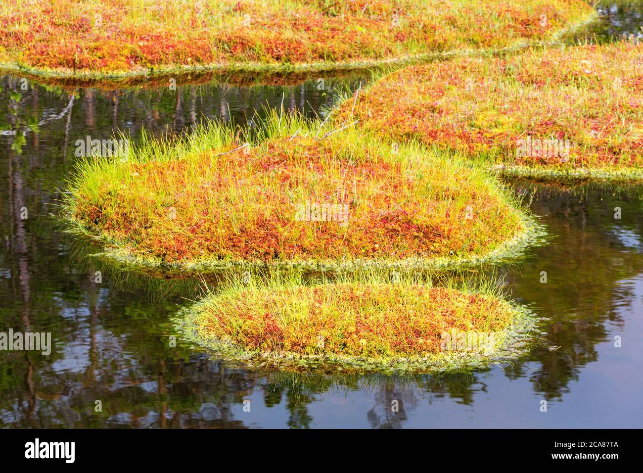 Moss water puddle pond hi-res stock photography and images - Alamy