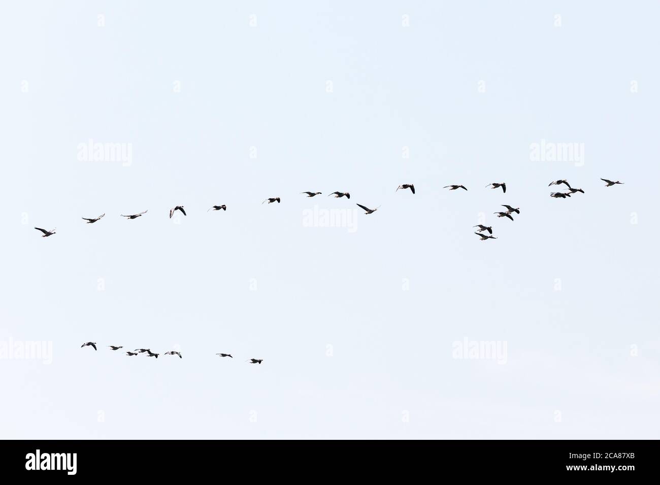 Bird migration of geese in spring Stock Photo - Alamy