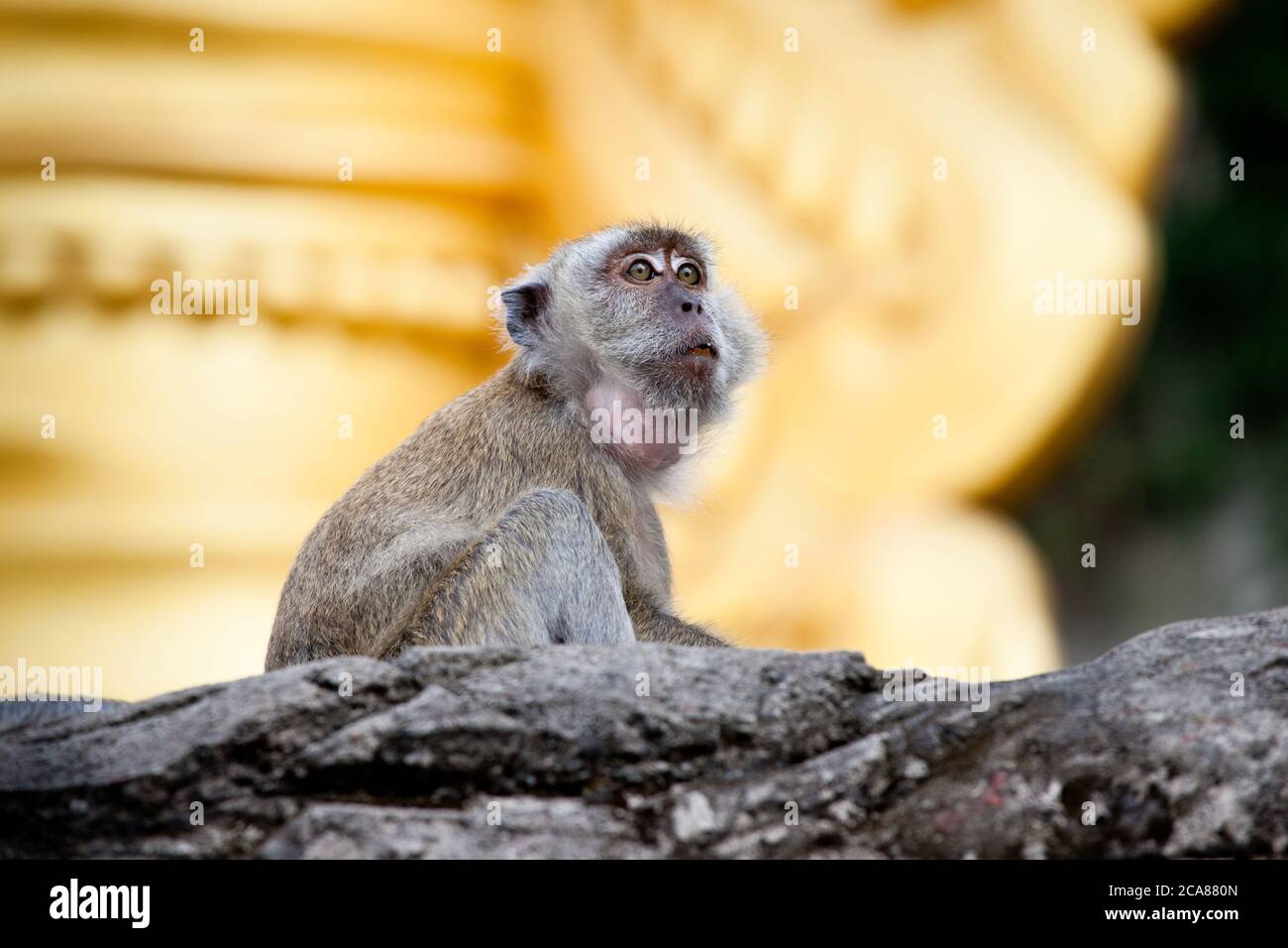 Macaques monkeys resting on rocks hi-res stock photography and images ...