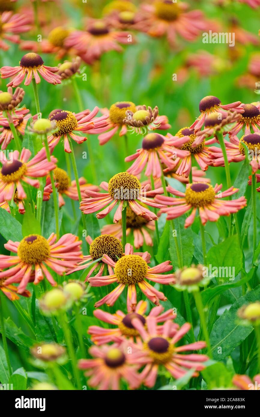 Helenium carnival hi-res stock photography and images - Alamy
