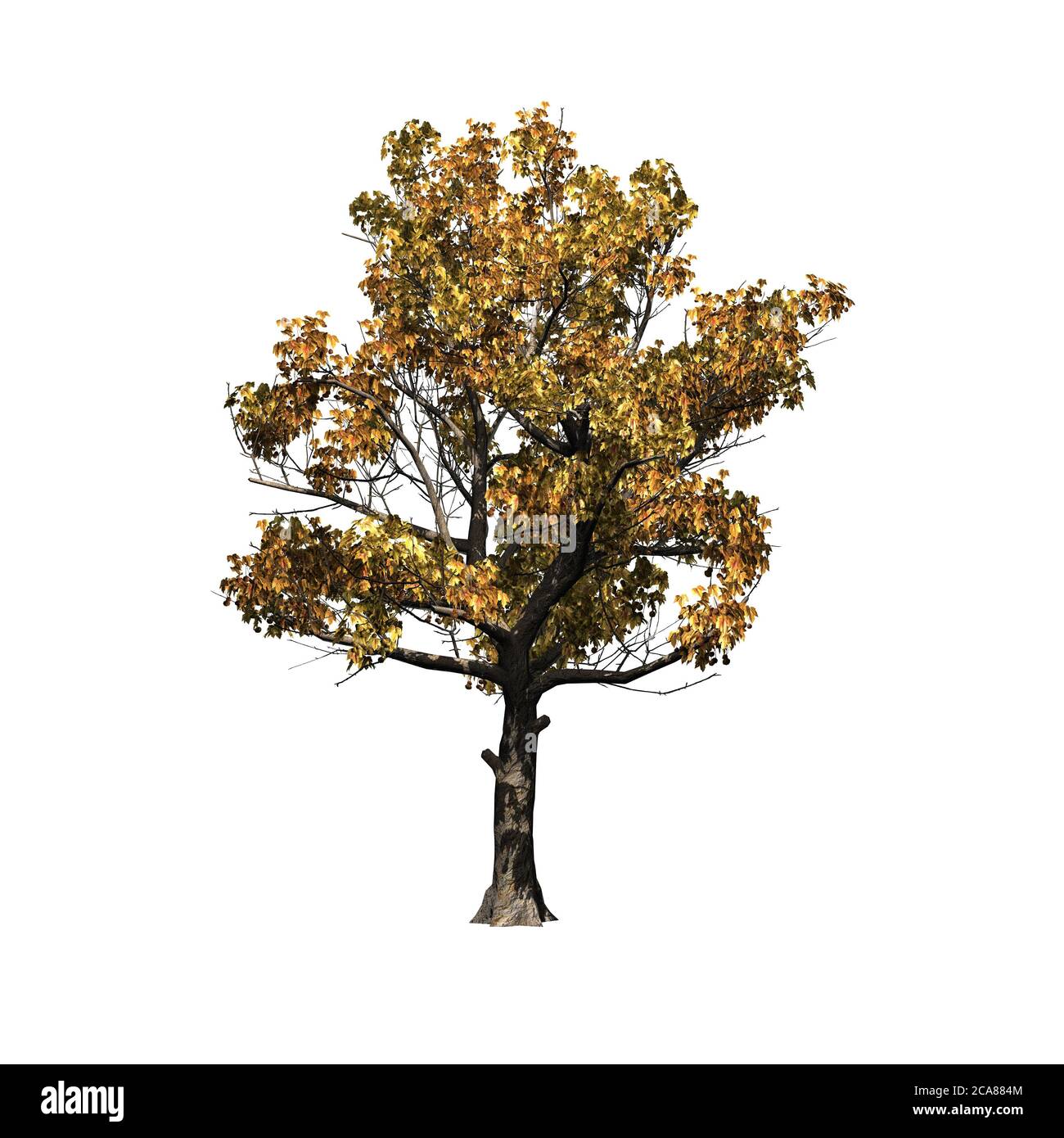 Sycamore botanical illustration hi-res stock photography and images - Alamy