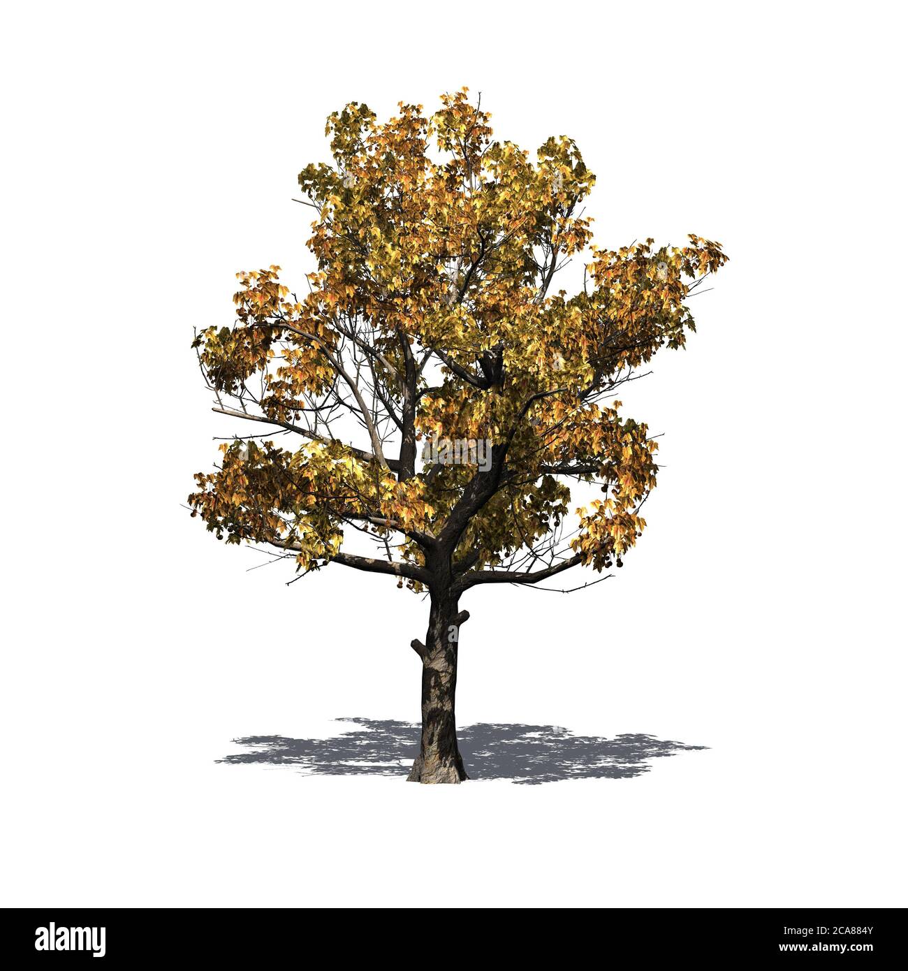 single American Sycamore tree with shadow on the floor in autumn ...