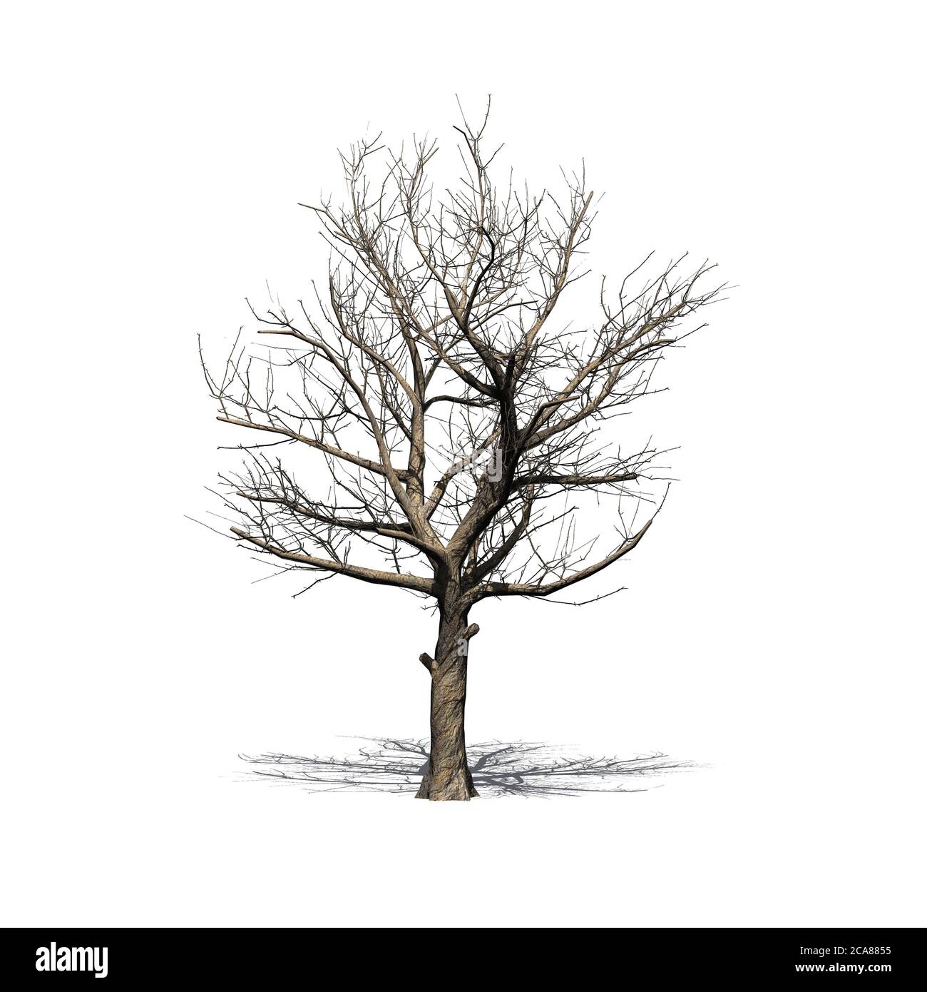 American Sycamore tree in winter with shadow on the floor - isolated on ...