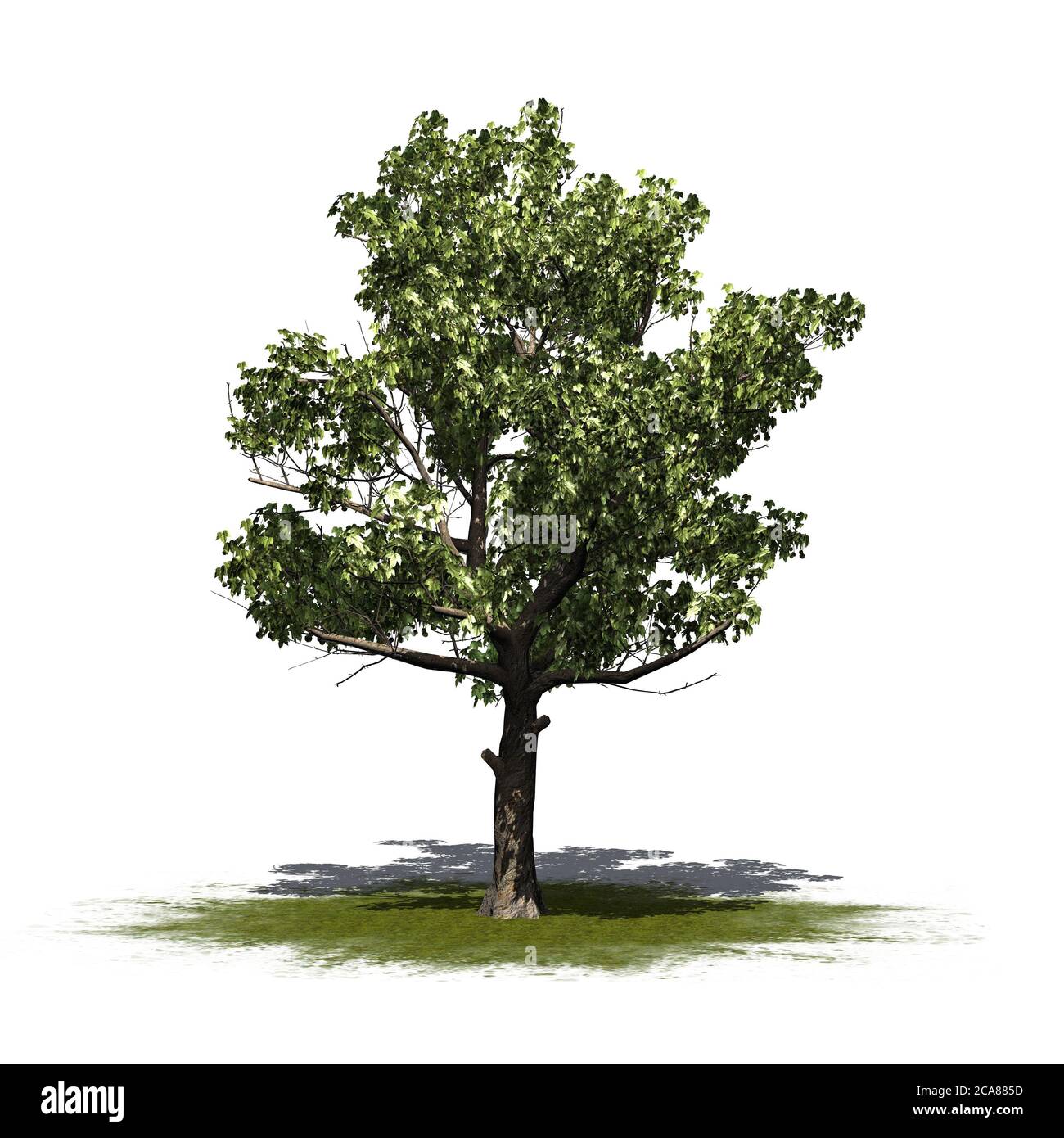 American Sycamore tree on a green area - isolated on white background ...