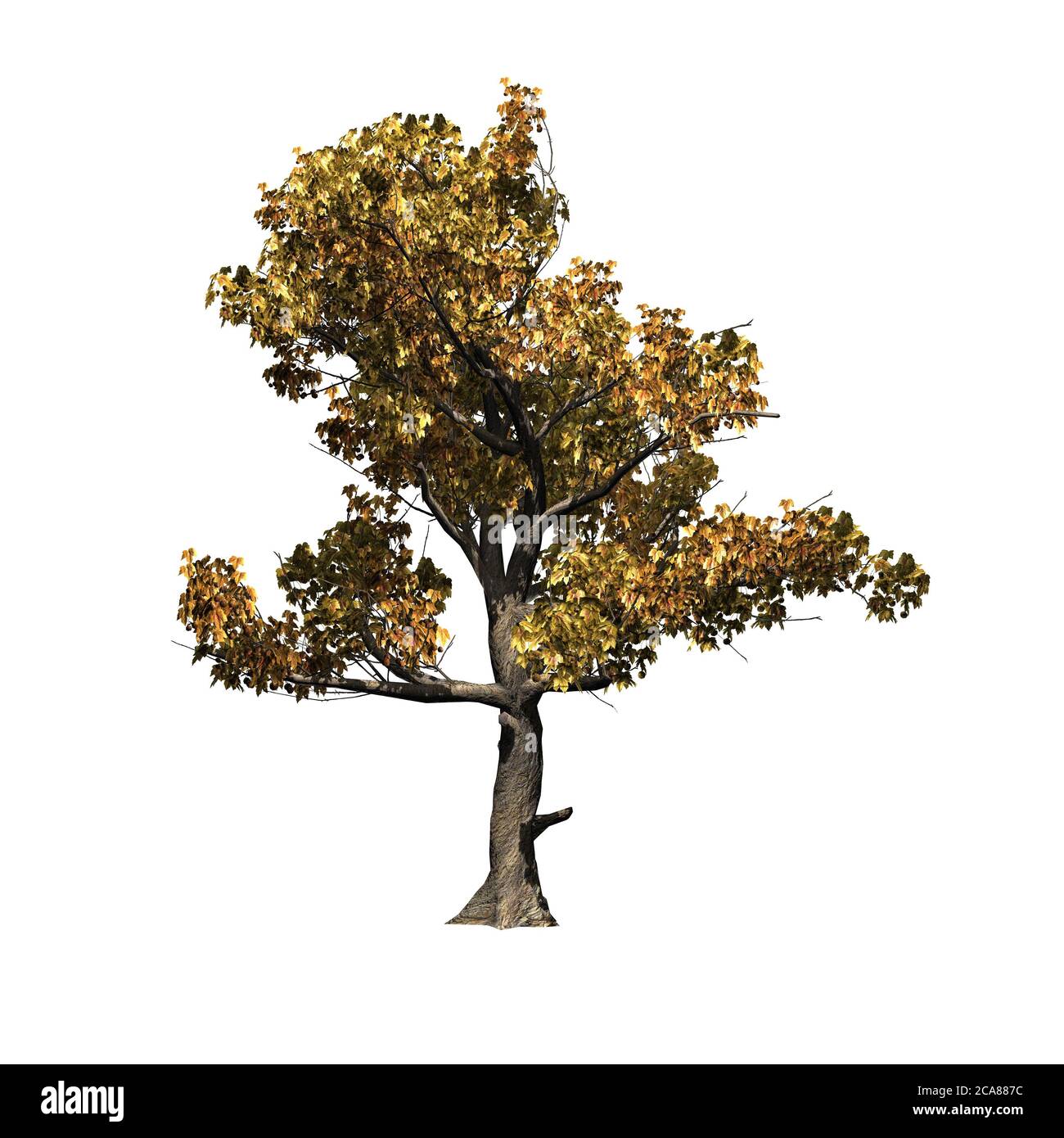 Sycamore Tree In Autumn High Resolution Stock Photography and Images ...