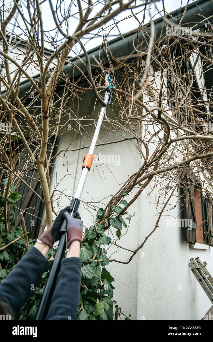 Woman trimming tree branches hi-res stock photography and images - Alamy
