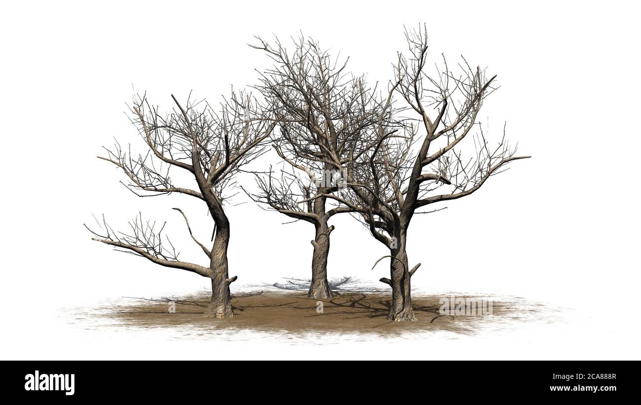 several American Sycamore trees on a sand area - isolated on white ...