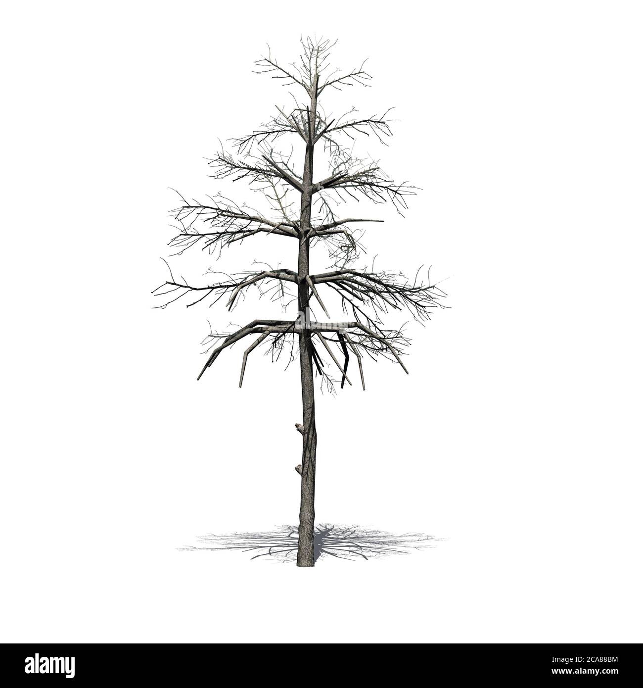 single Black Gum tree in the winter with shadow on the floor - isolated ...