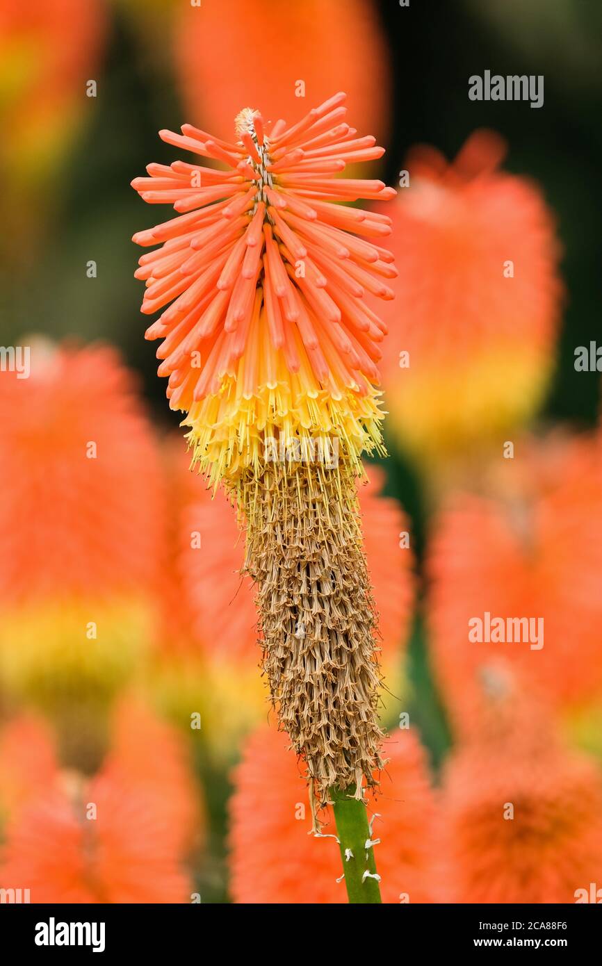 Kniphofia triangularis subsp. triangularis 'Light of the World'. Dwarf ...