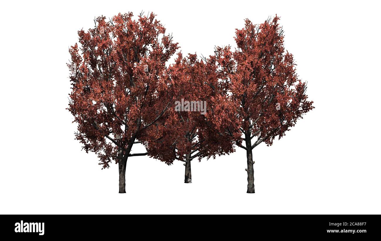 a group of Bradford Pear Trees in the autumn - isolated on white ...