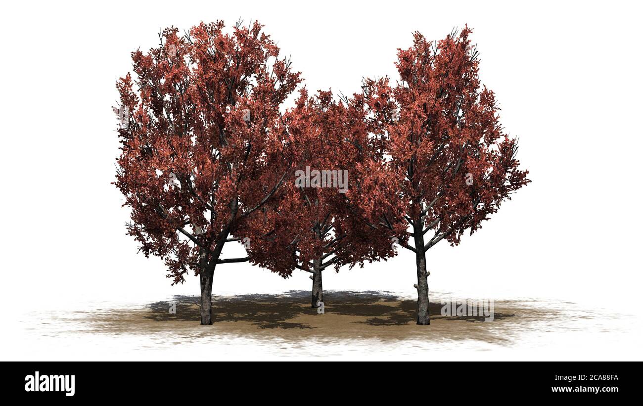 a group of Bradford Pear Trees in the autumn on a sand area - isolated ...