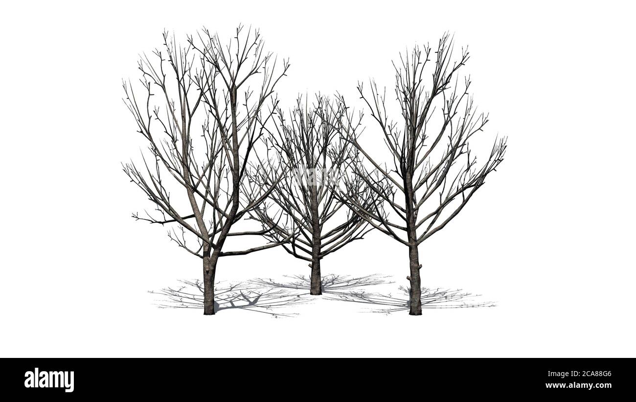 Set of Bradford Pear trees in the winter with shadow on the floor ...