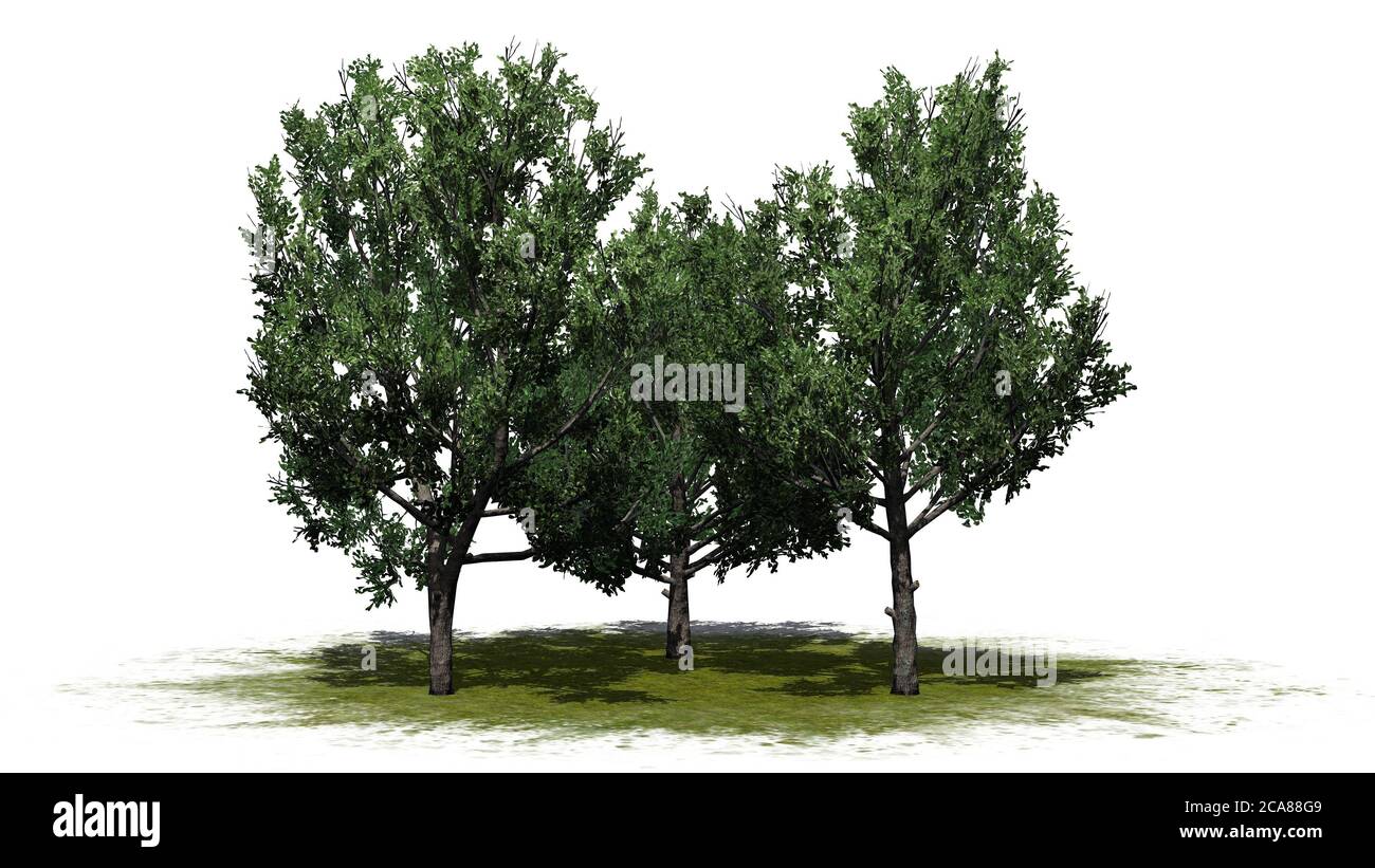 a group of Bradford Pear Trees on a green area - isolated on white ...