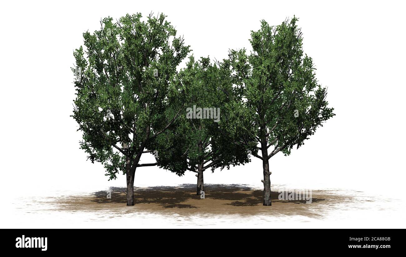 Bradford pear tree autumn hi-res stock photography and images - Alamy