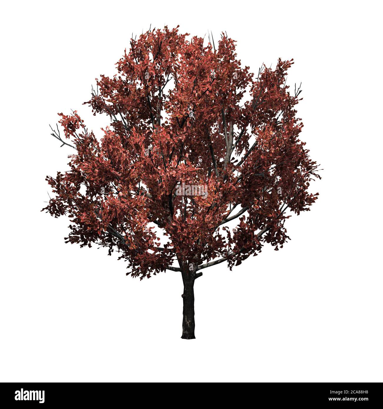 Bradford Pear Tree in the autumn - isolated on white background - 3D ...