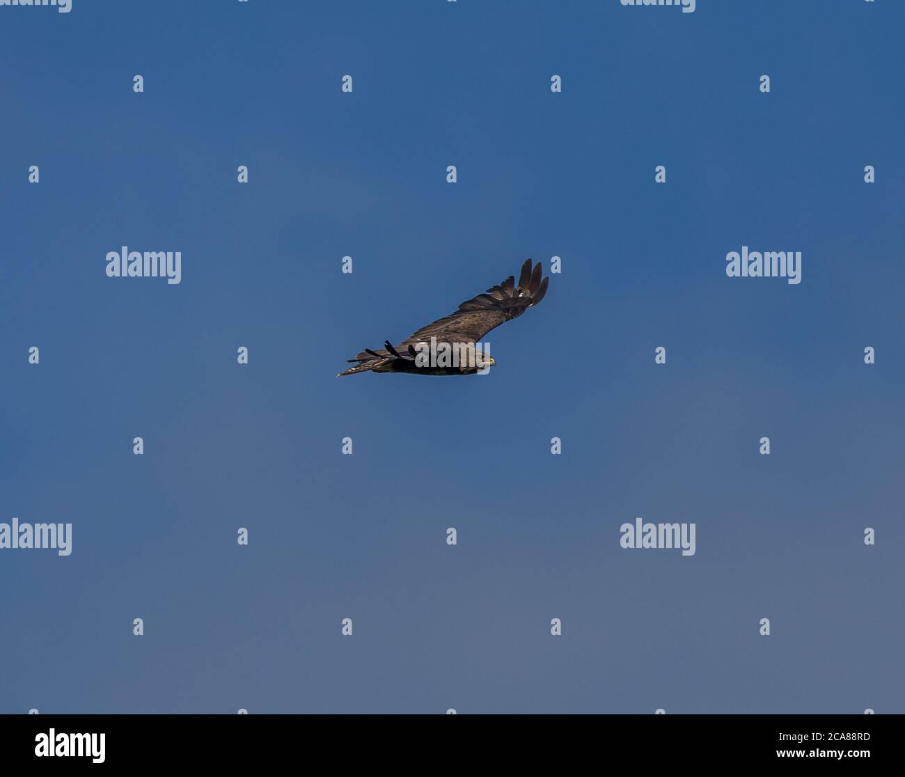 Buzzard in flight on a blue sky hi-res stock photography and images - Alamy