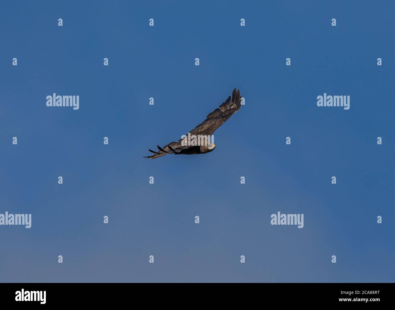 Buzzard in flight on a blue sky hi-res stock photography and images - Alamy
