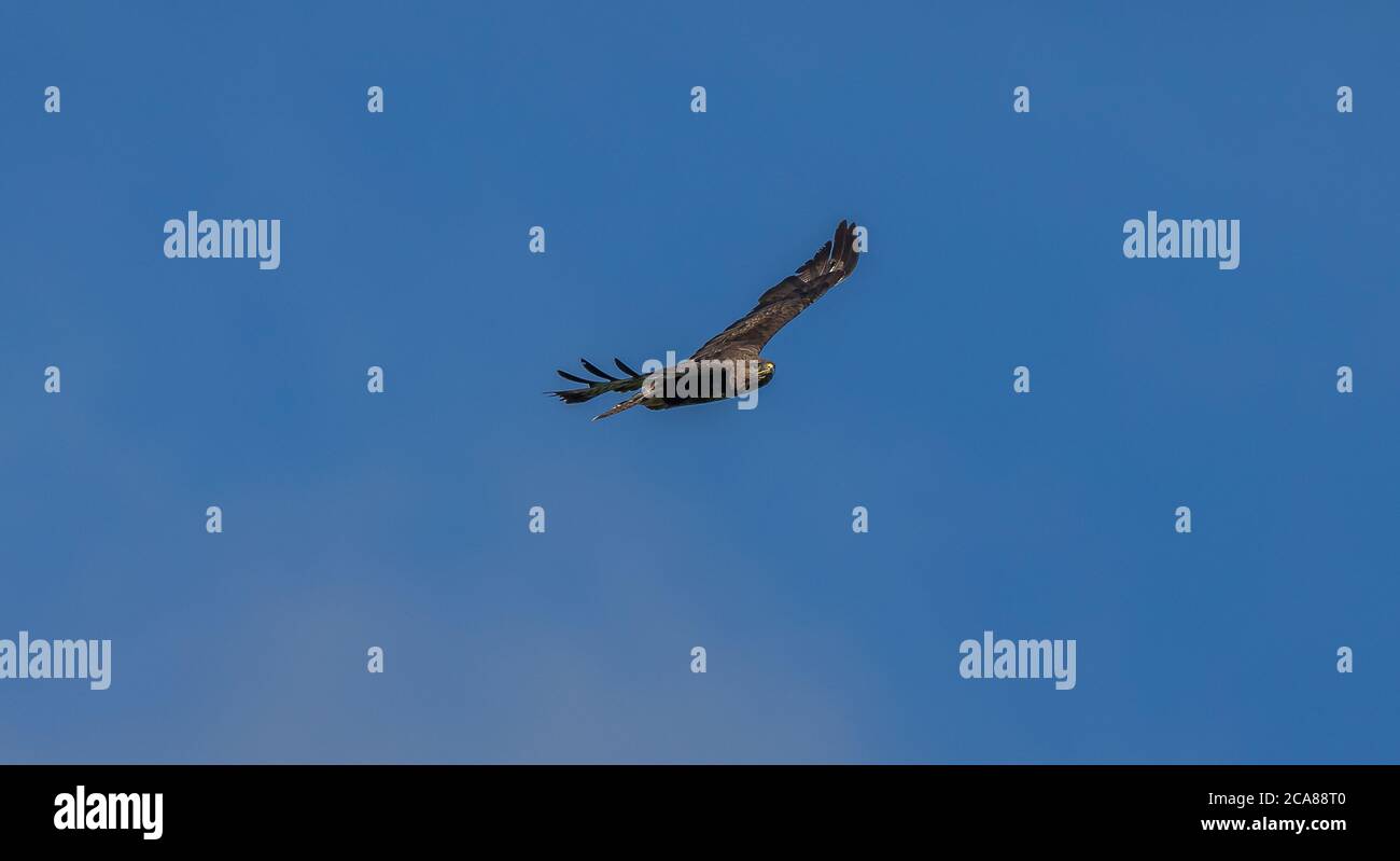 Buzzard in flight on a blue sky hi-res stock photography and images - Alamy